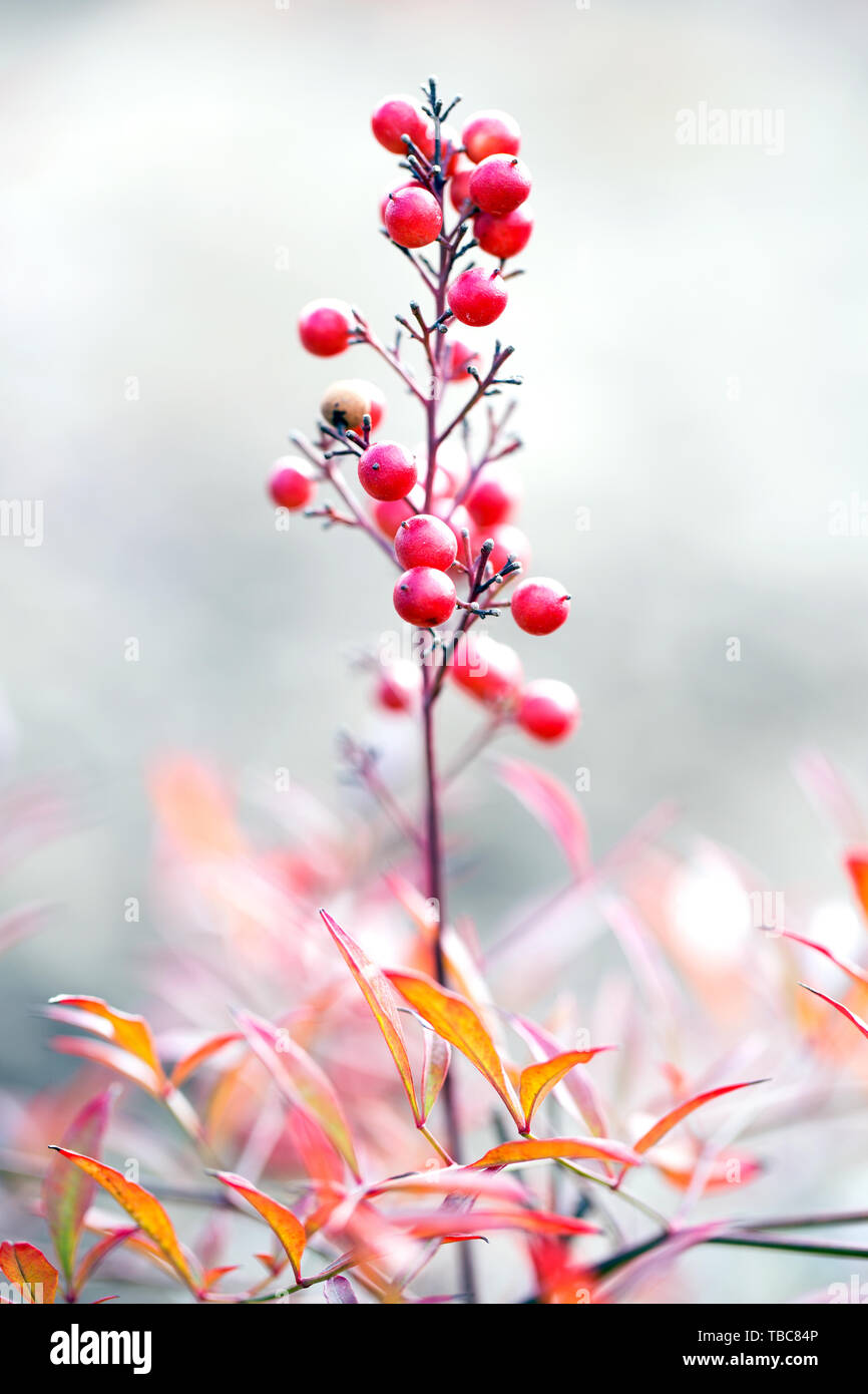 Autumn plant growth Stock Photo - Alamy