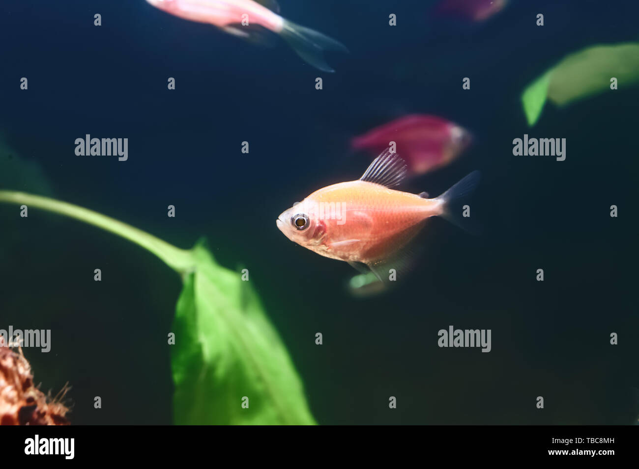 Freshwater fish in aquarium Stock Photo - Alamy