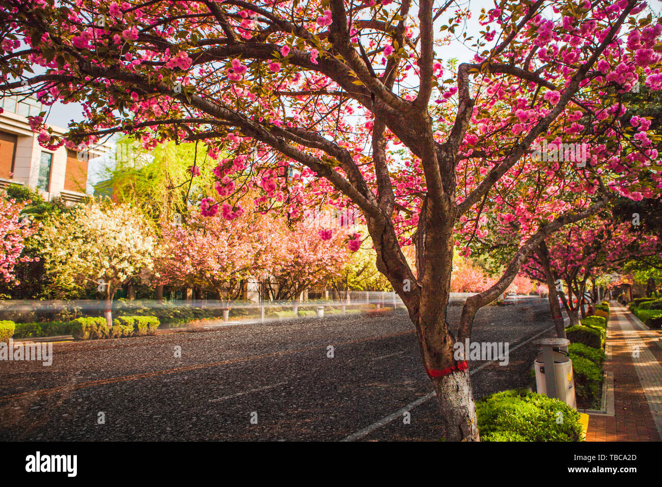 Asphalt cherry blossom cherry tree hi-res stock photography and images ...