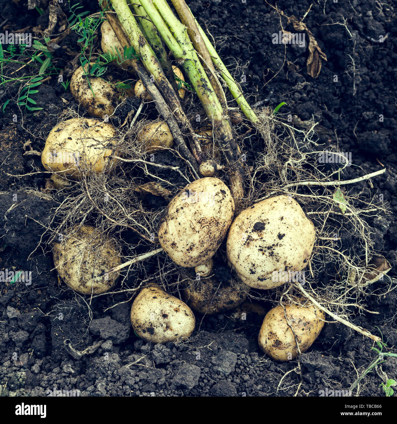 Potato harvest. Bush of potatoes dug out of ground Stock Photo - Alamy