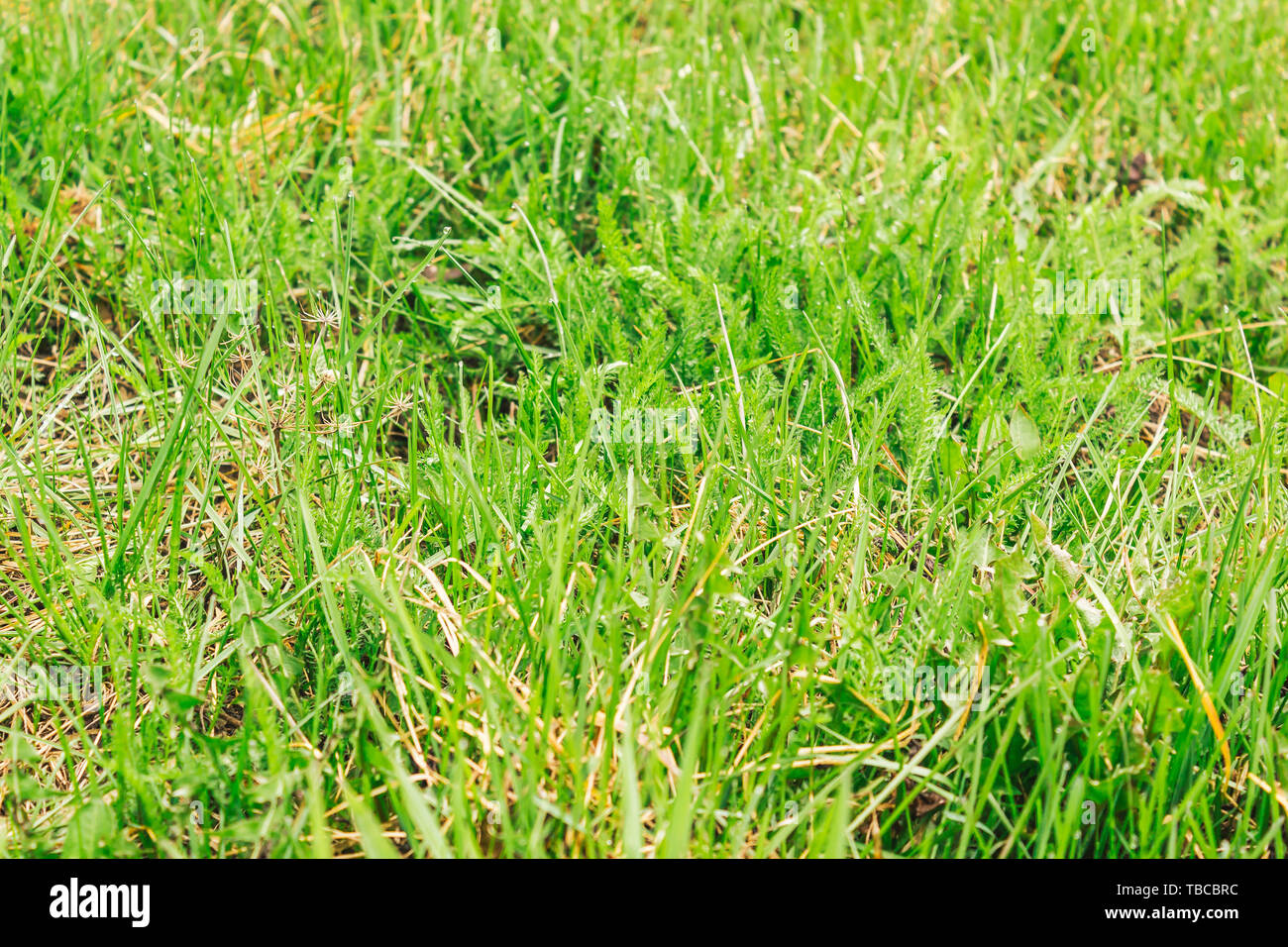 Summer green lawn, grass as background Stock Photo - Alamy