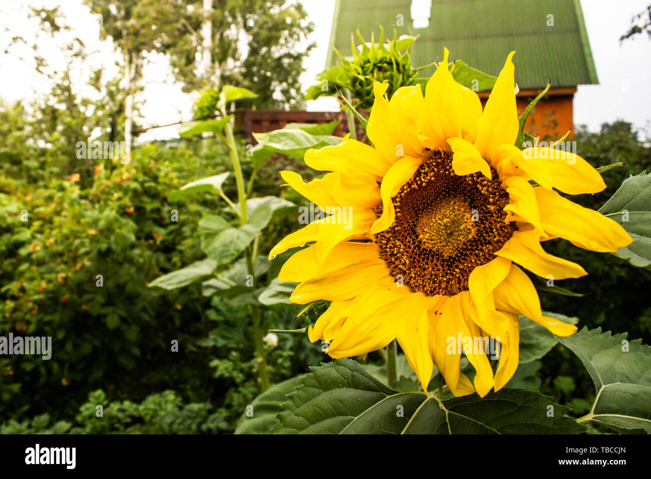 Sunflower grows in garden. Summer joyous flower, symbol of sun Stock ...