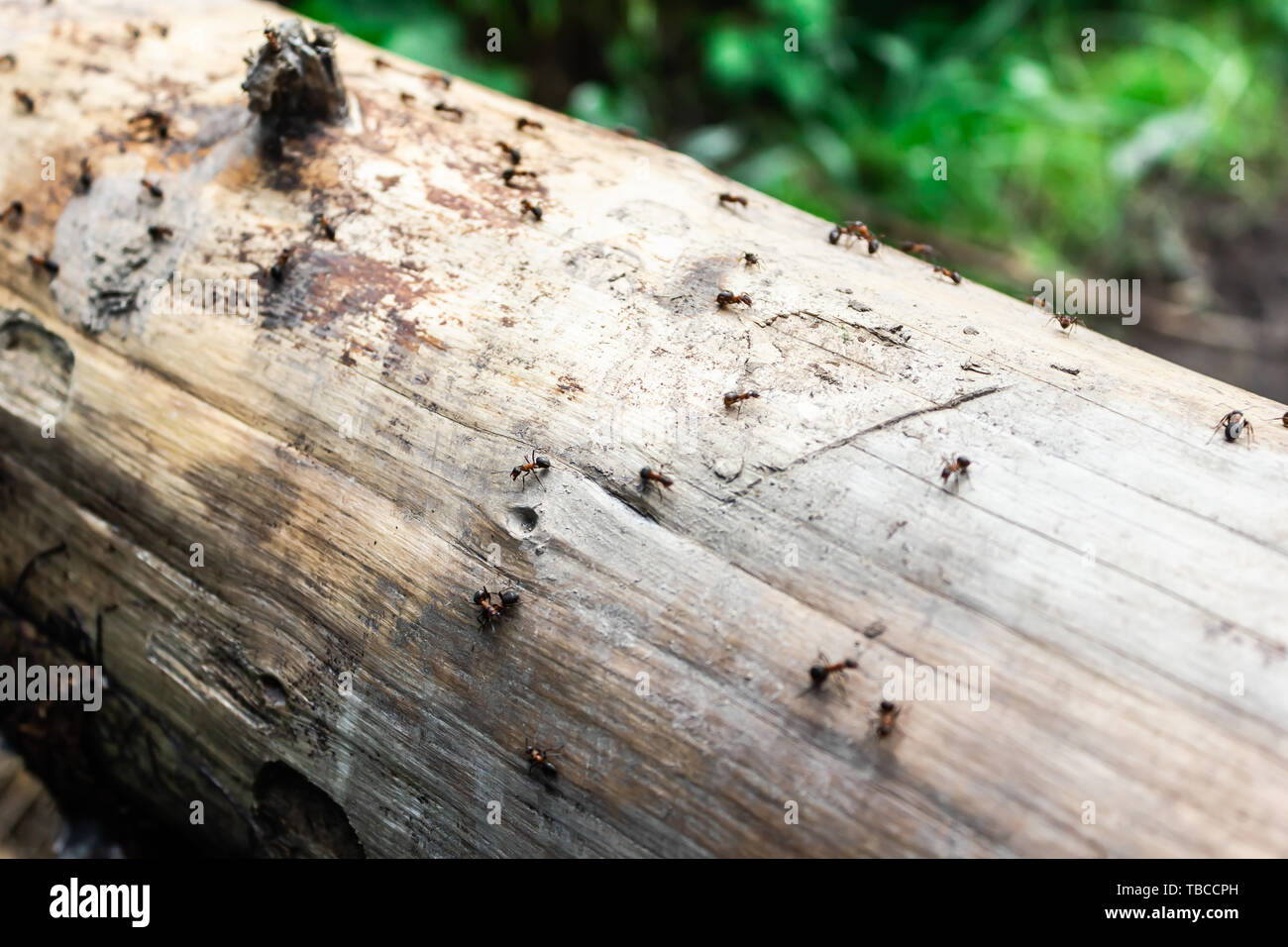 Run wood ants hi-res stock photography and images - Alamy