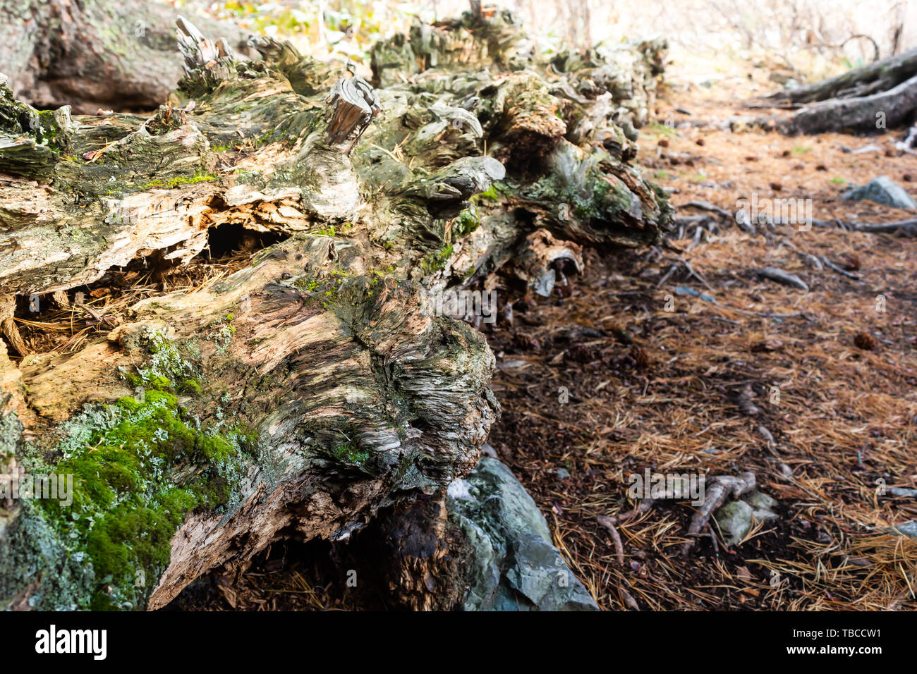 Old moss covered tree in forest Stock Photo - Alamy