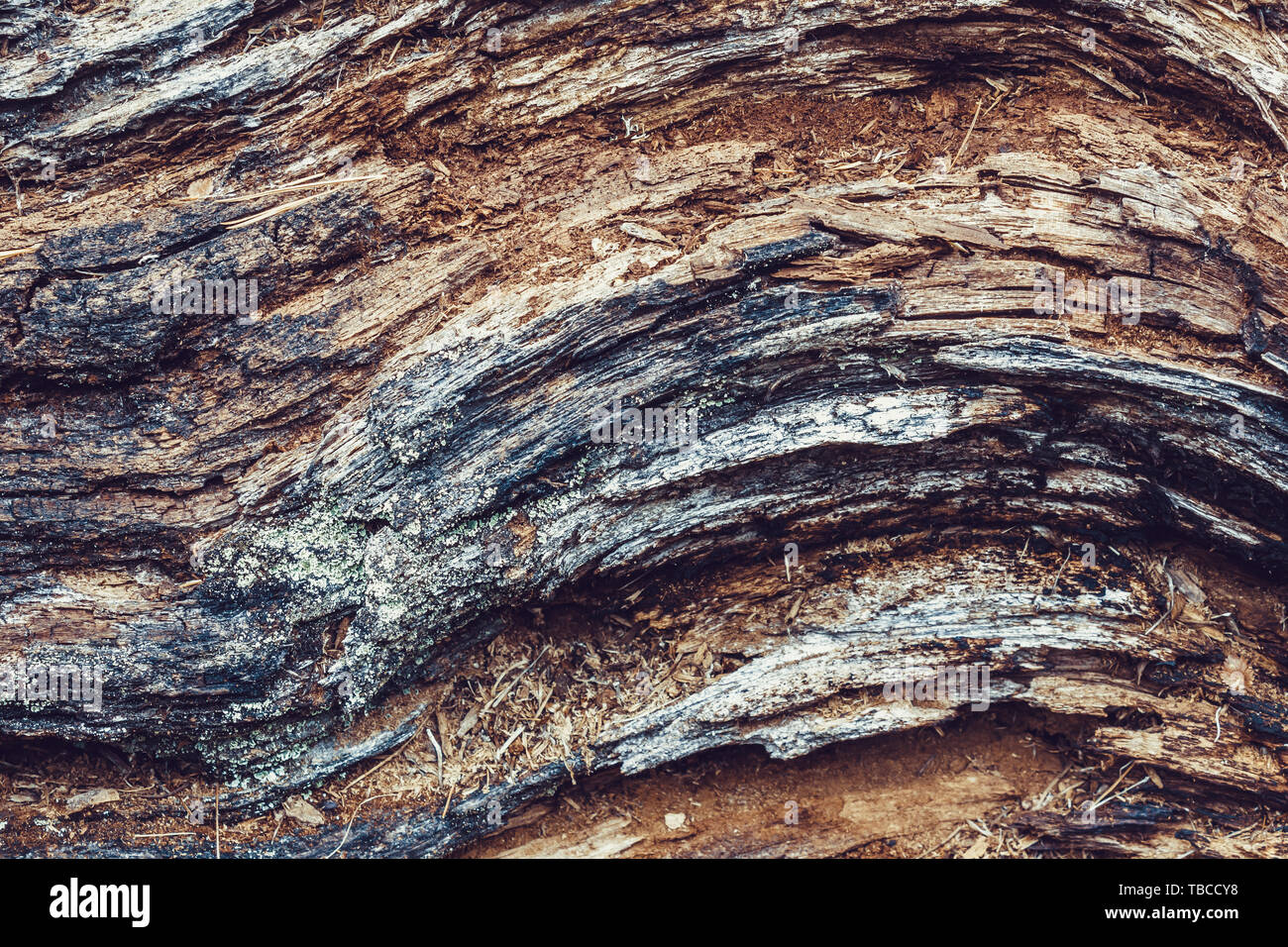 Old log with wood texture as background Stock Photo - Alamy