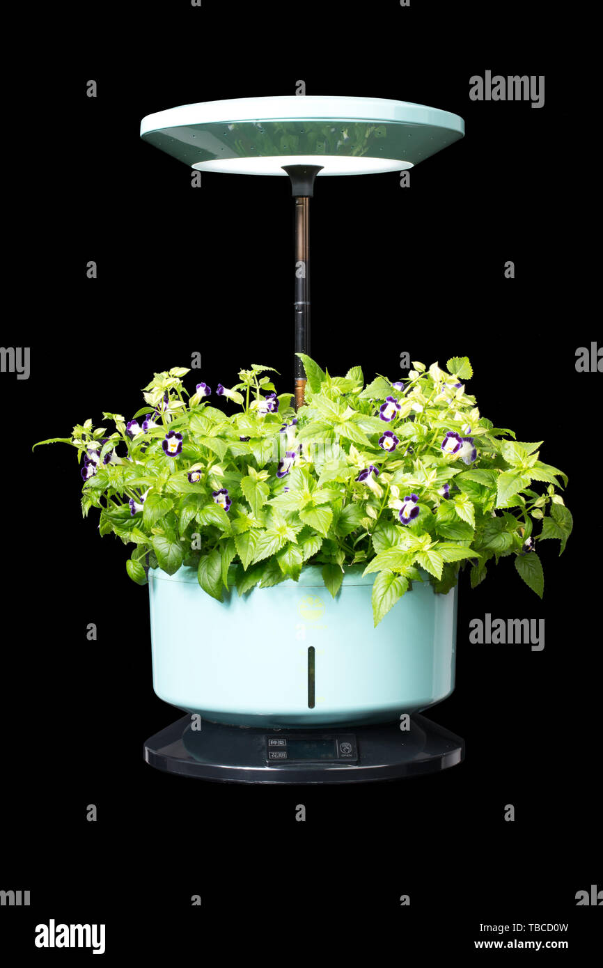 Beautiful potted flowers under hi-res stock photography and images - Alamy