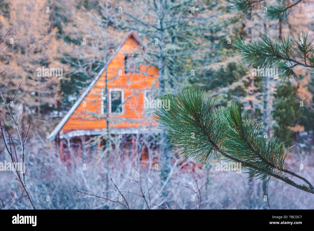 Wooden house in pine forest. Building is hidden behind trees. Outdoor ...