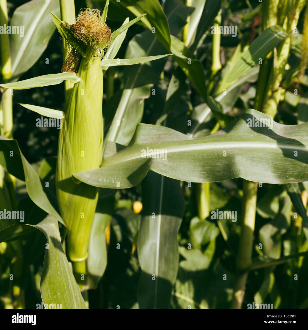 Ear of corn grows on plant. Corn рlantation, farmer grows corn Stock ...