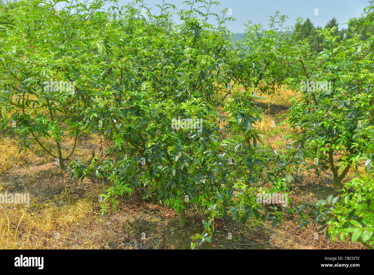 Pepper rattan pepper branch close-up HD large picture Stock Photo - Alamy