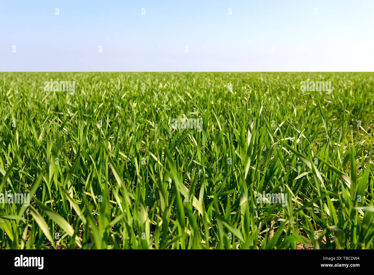 spring green field Stock Photo - Alamy