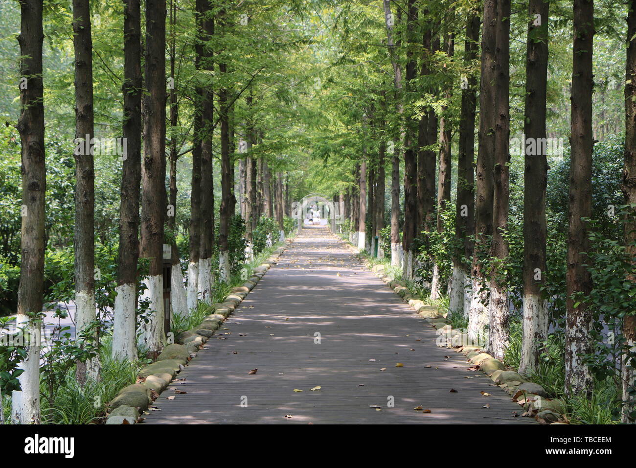 End of the forest road Stock Photo - Alamy