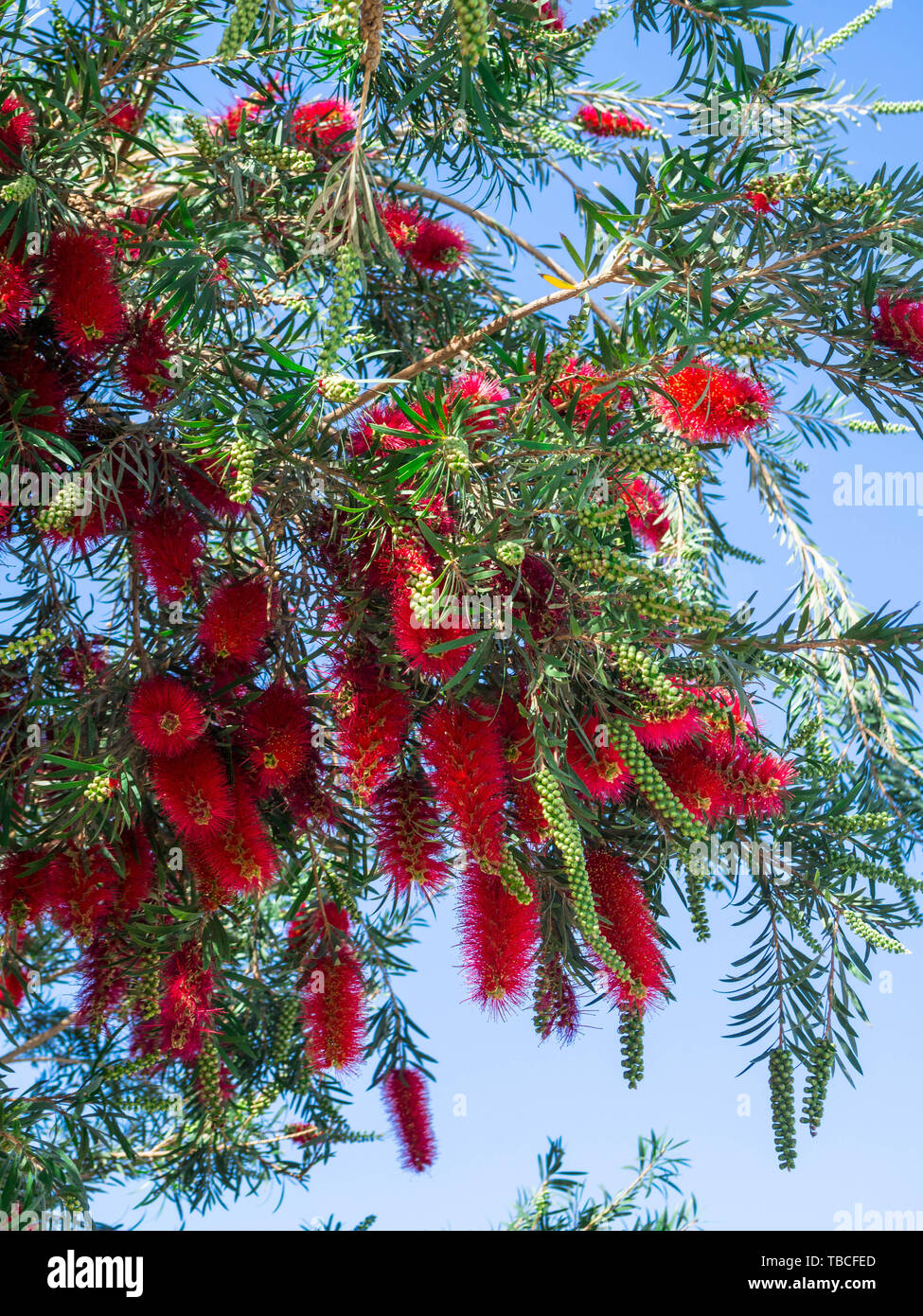 Plant of Callistemon with red bottlebrush flowers and flower buds ...