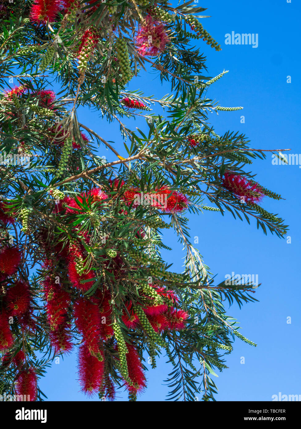 Plant of Callistemon with red bottlebrush flowers Weeping Bottle Brush ...