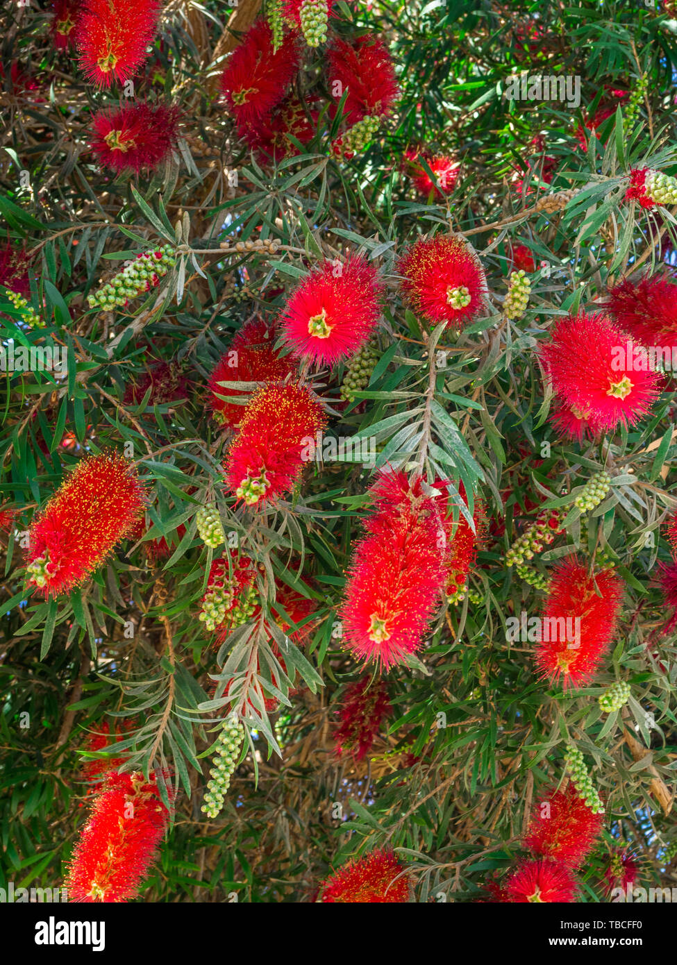 Plant of Callistemon with red bottlebrush flowers and flower buds ...