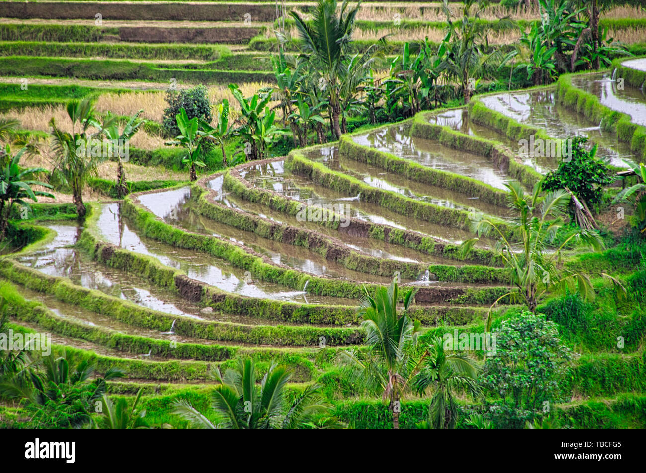 Terrace rice fields in Tegallalang, Ubud on Bali, Indonesia Stock Photo ...