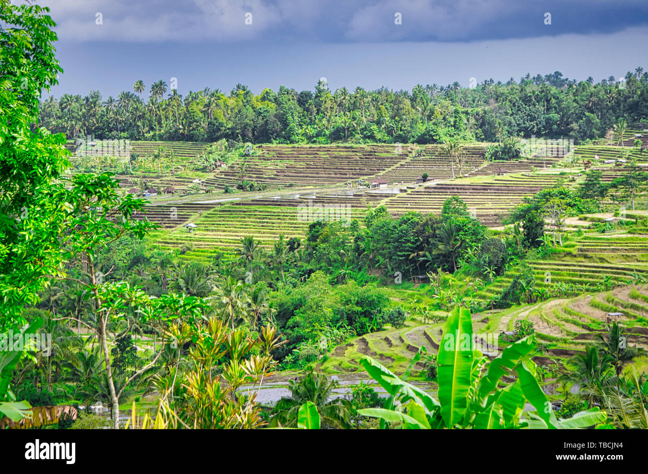 Terrace rice fields in Tegallalang, Ubud on Bali, Indonesia Stock Photo ...