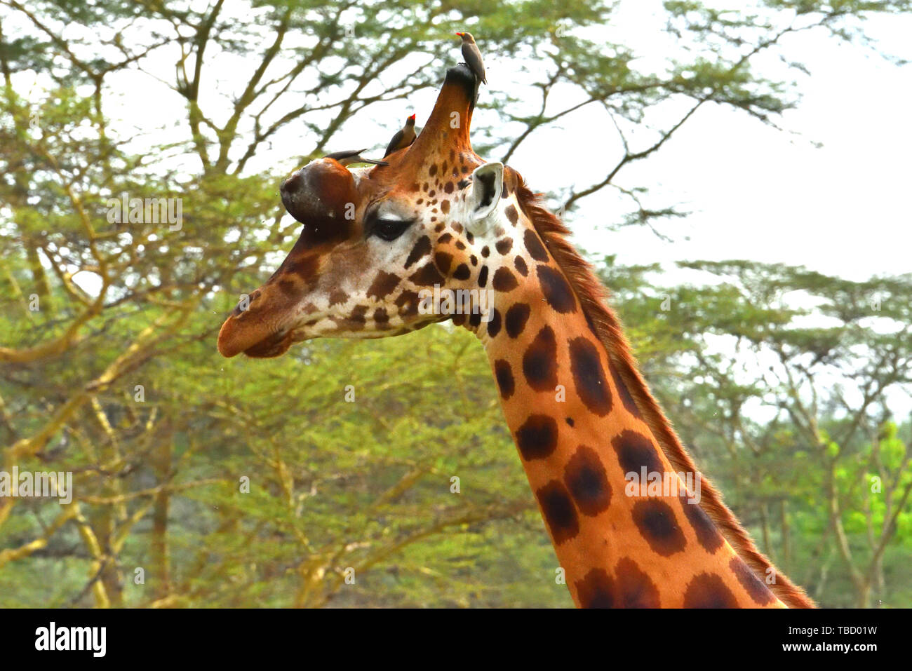 Giraffe with red-billed cow oriole, photographed in Nakuru lake Nakuru ...
