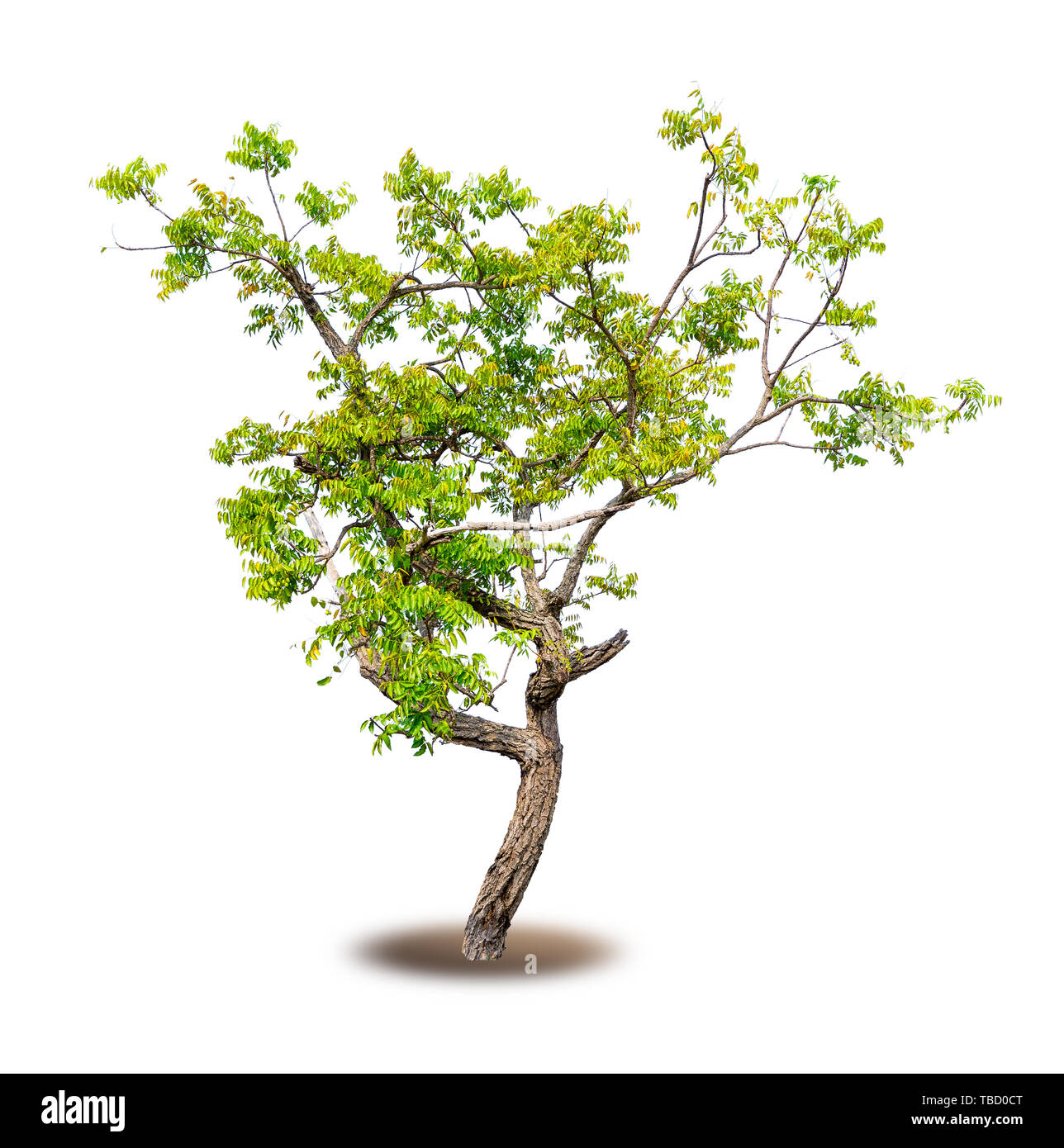 Isolated green tree on pure white background Stock Photo - Alamy