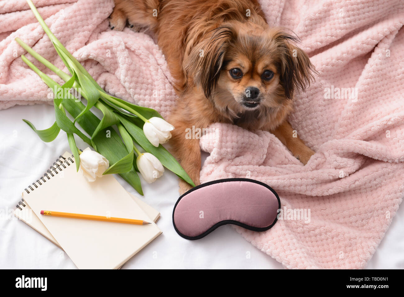 Cute dog, sleep mask, flowers and notebooks on bed Stock Photo - Alamy