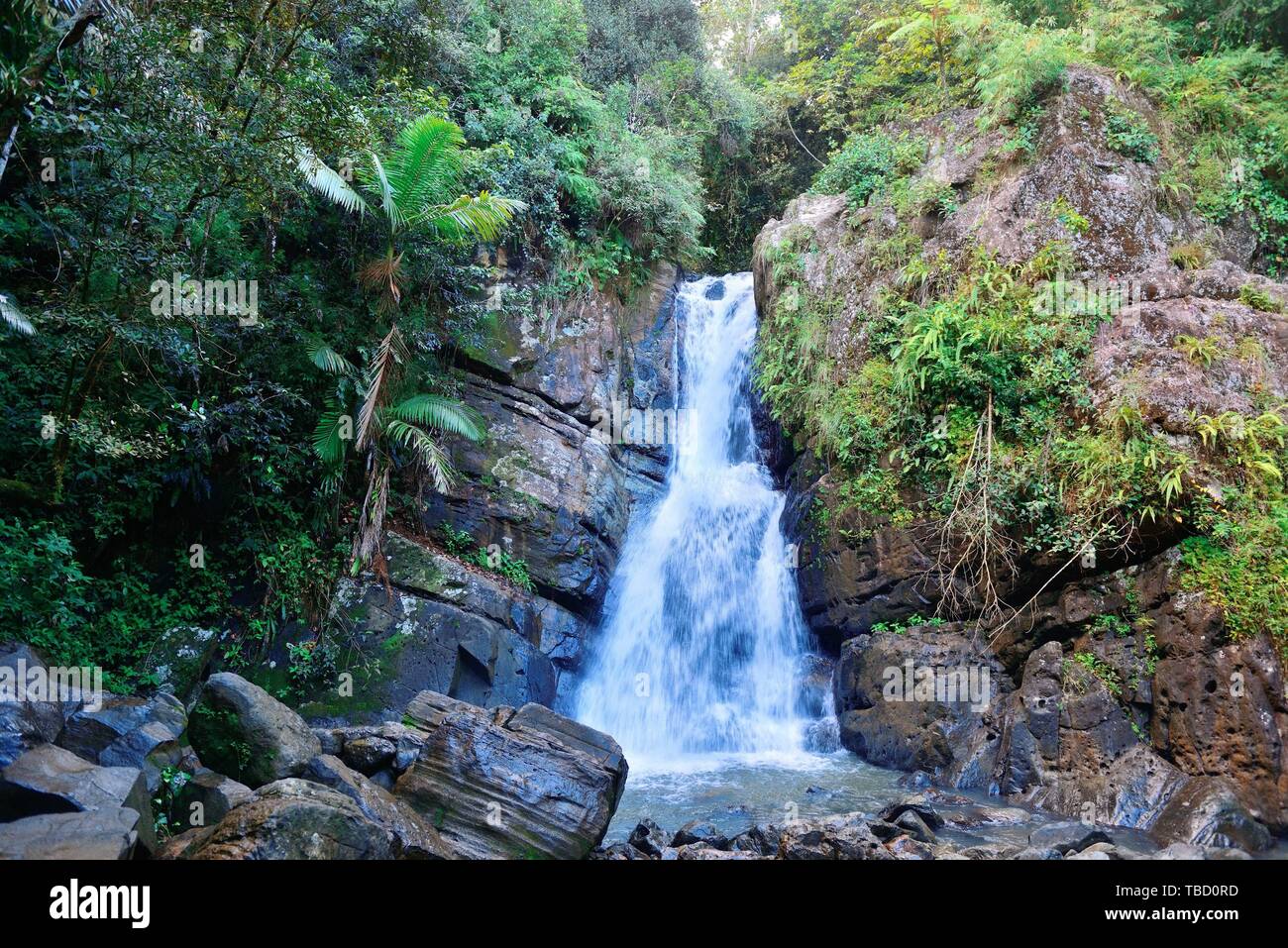 Waterfall in tropical rain forest in San Juan, Puerto Rico Stock Photo ...