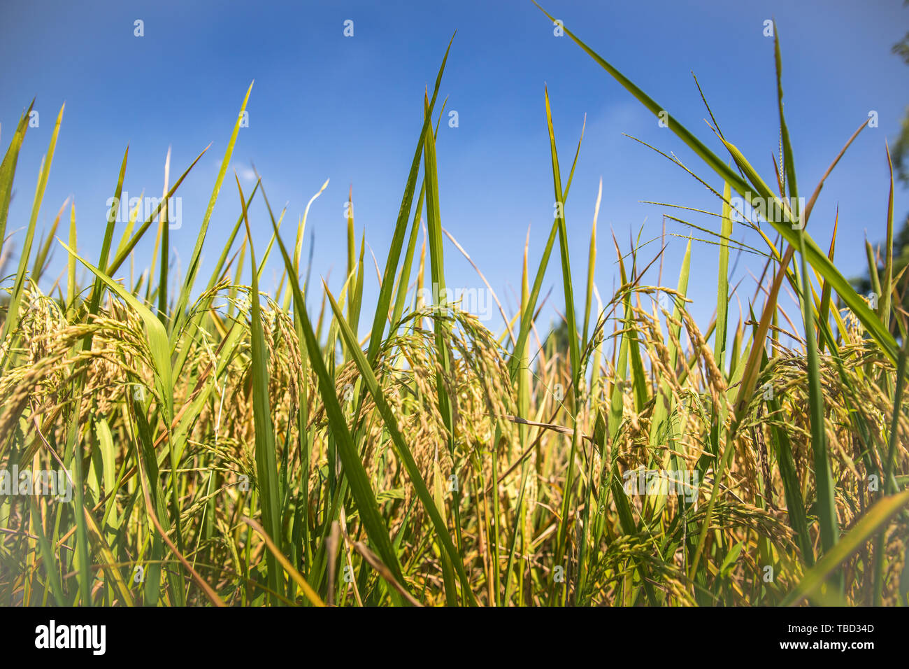 The autumn harvest hits the millet Stock Photo - Alamy