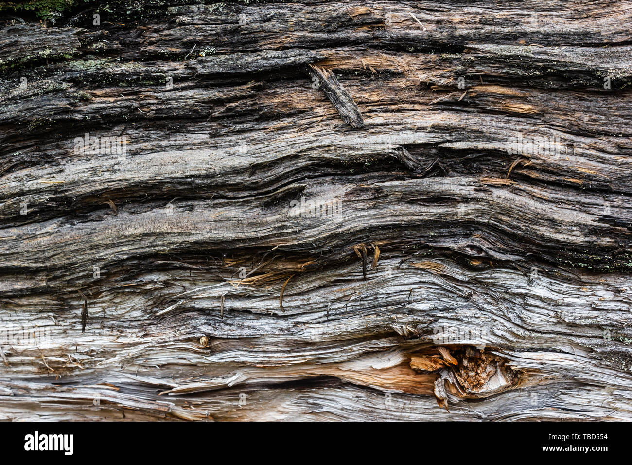 Old log with wood texture as background Stock Photo - Alamy