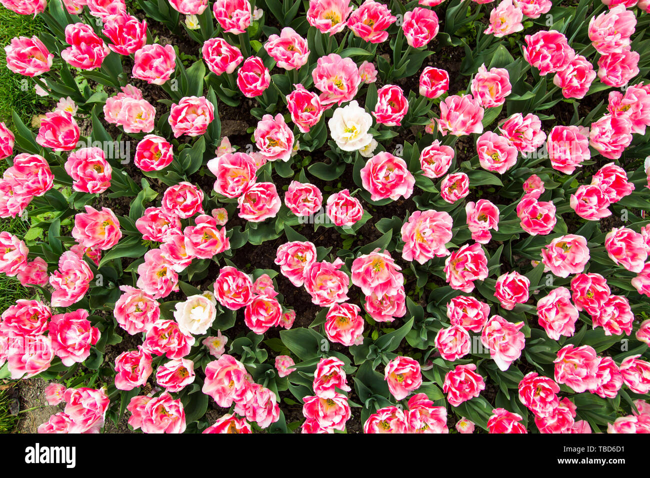 Beautiful spring garden with tulips hi-res stock photography and images ...