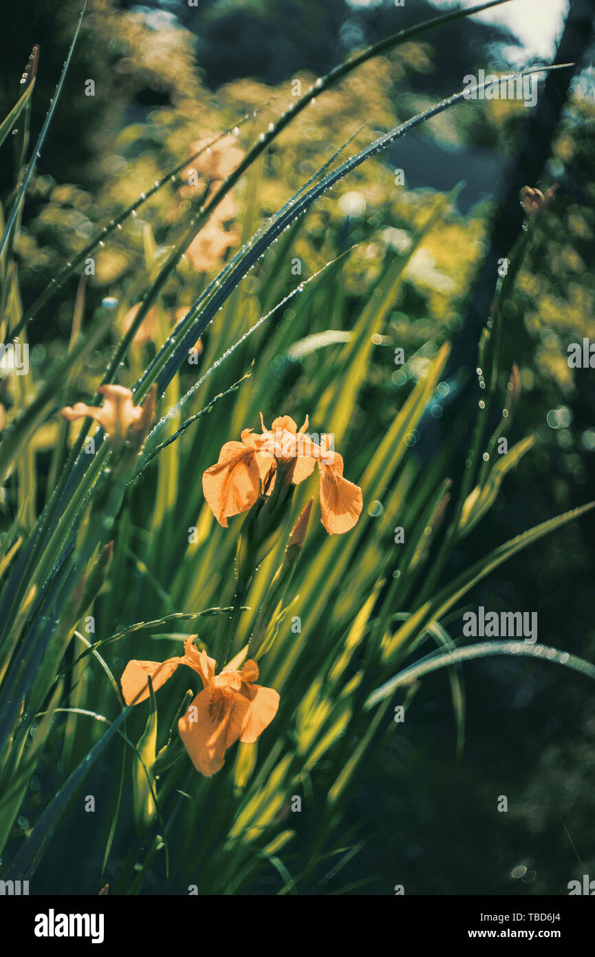 Swamp iris hi-res stock photography and images - Alamy
