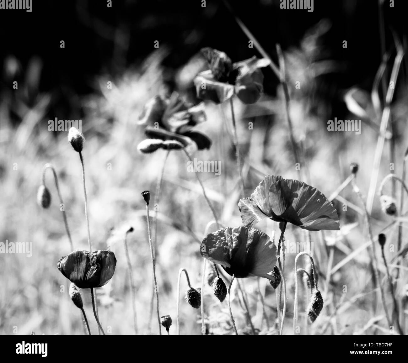 Abstract view of poppies Stock Photo - Alamy