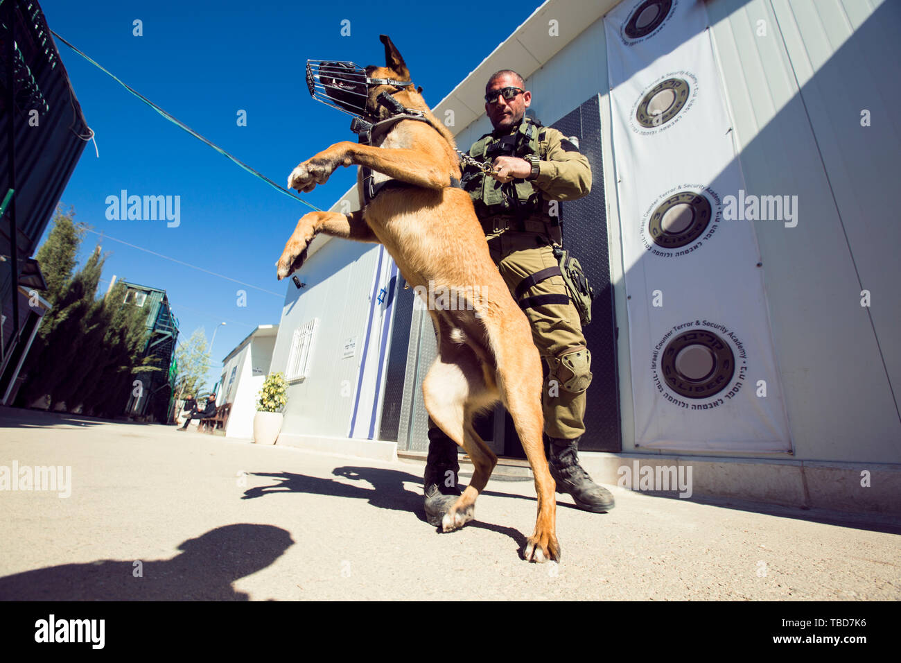 Army Dogs With Guns