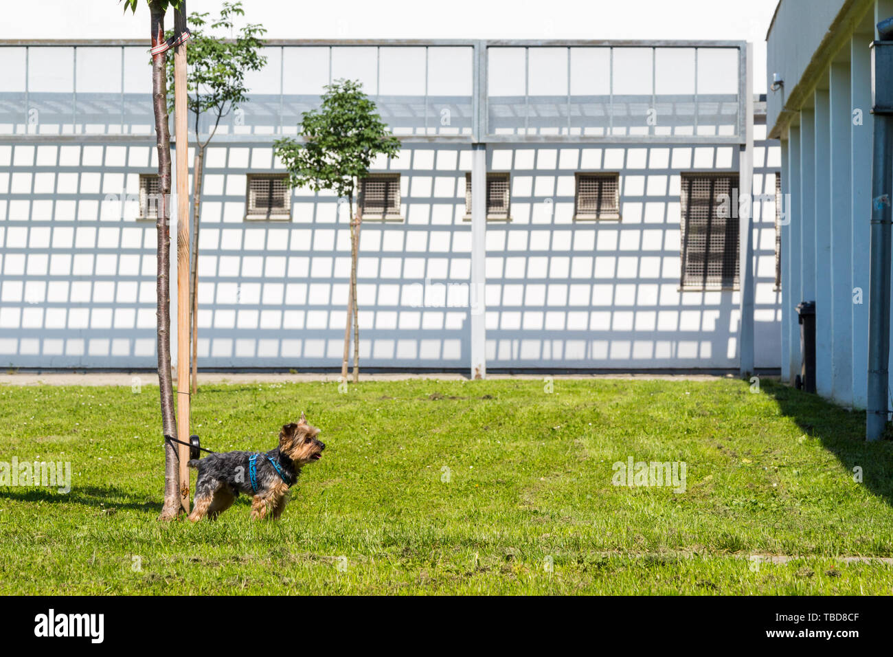 Dog tied to tree watching, modern architectural elements shadow in ...