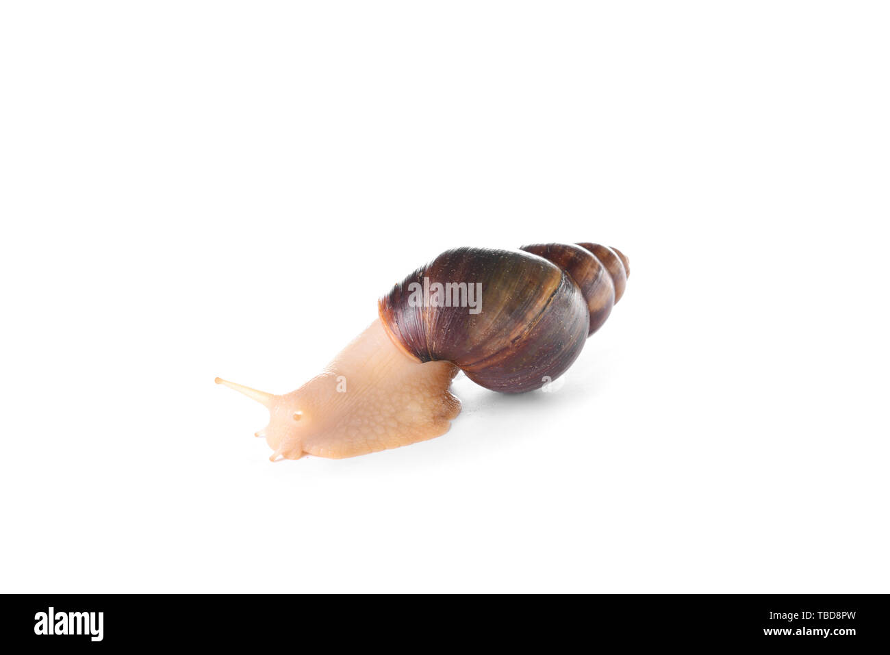 Giant Achatina snail on white background Stock Photo - Alamy