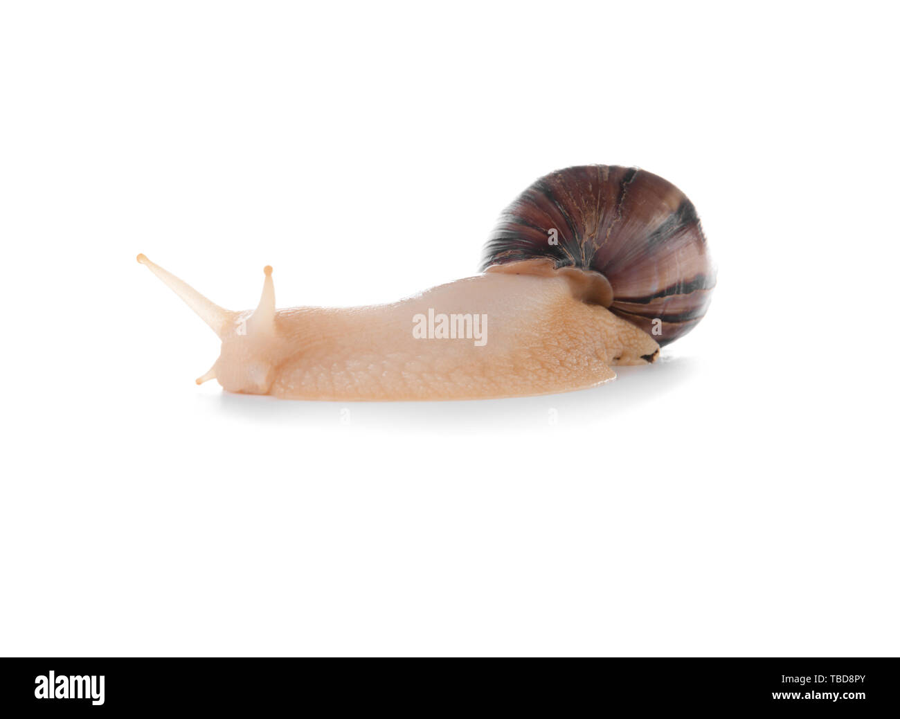 Giant Achatina snail on white background Stock Photo - Alamy