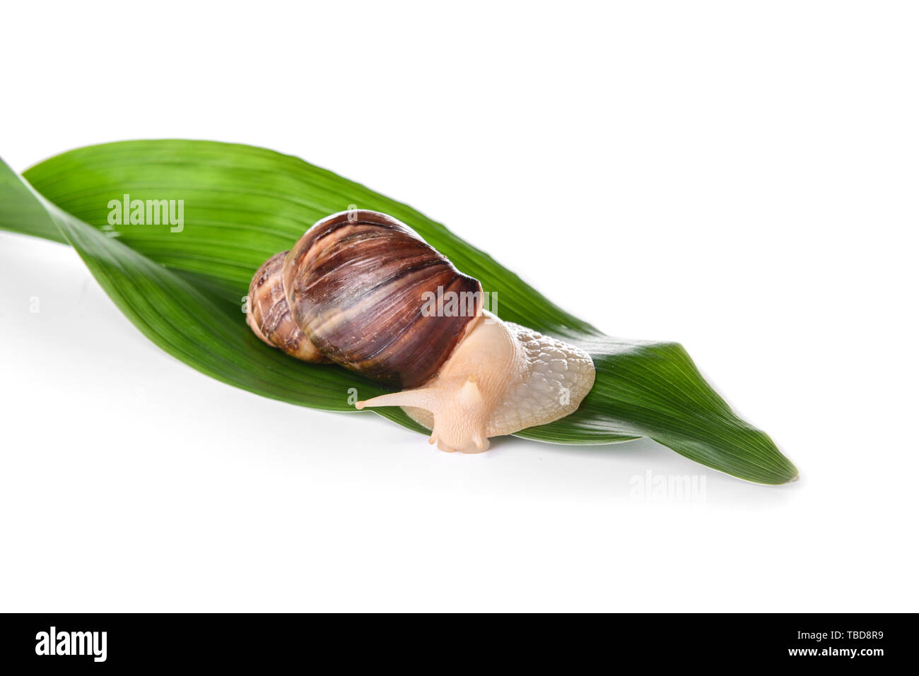 Giant Achatina snail on white background Stock Photo - Alamy