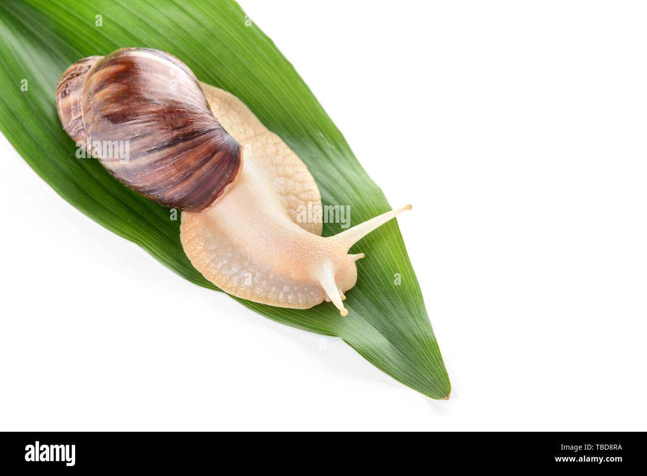 Giant Achatina snail on white background Stock Photo - Alamy