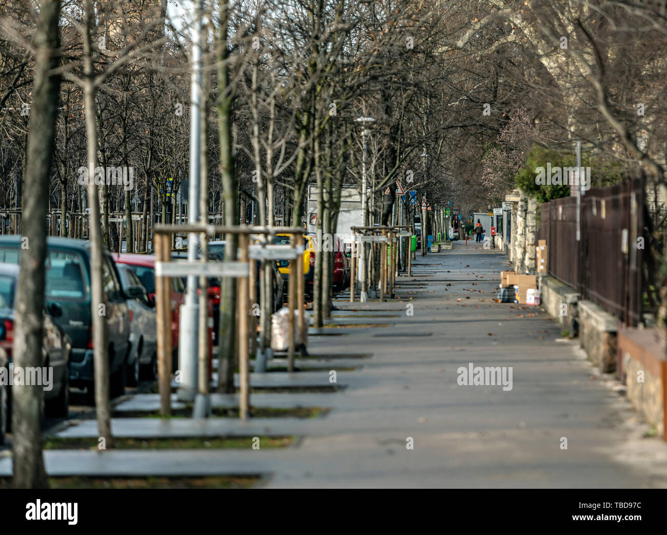Empty urban spring street view with young trees and leaves on the ...