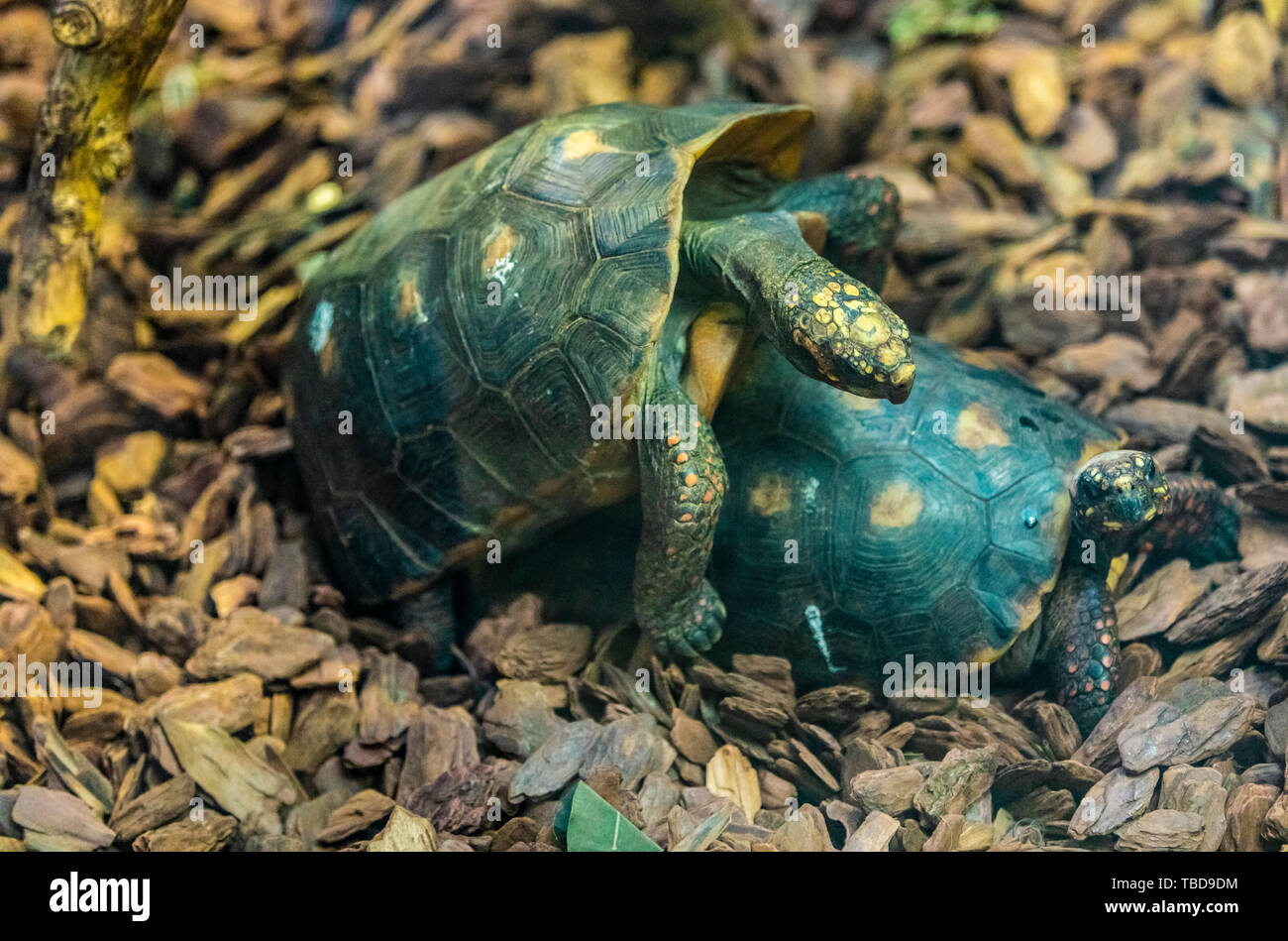 Adult turtles hi-res stock photography and images - Alamy