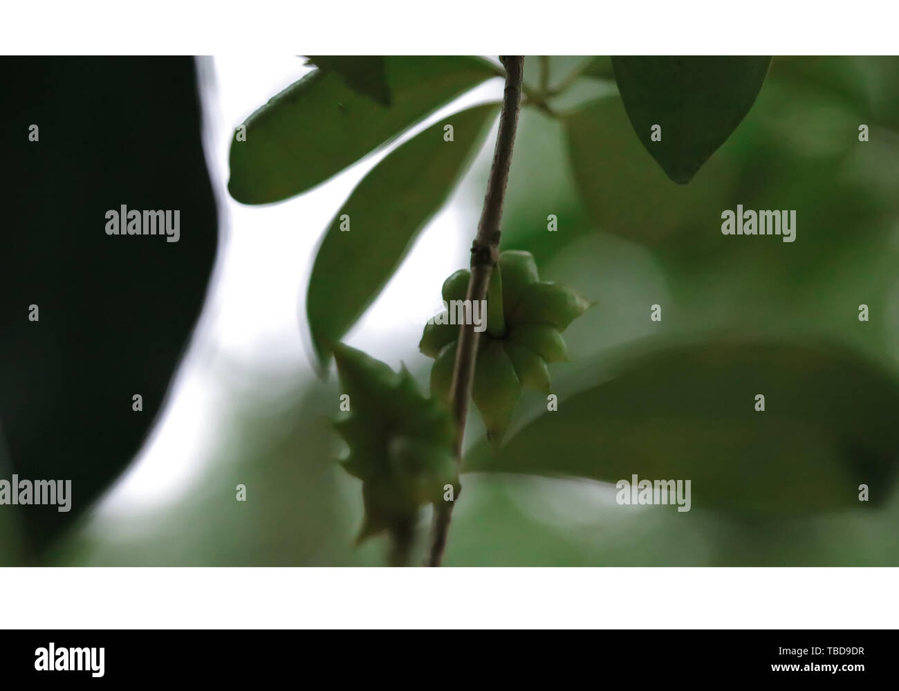 Octagon spice hi-res stock photography and images - Alamy