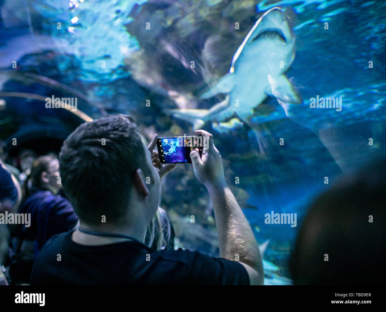 Shark tank diver hi-res stock photography and images - Alamy