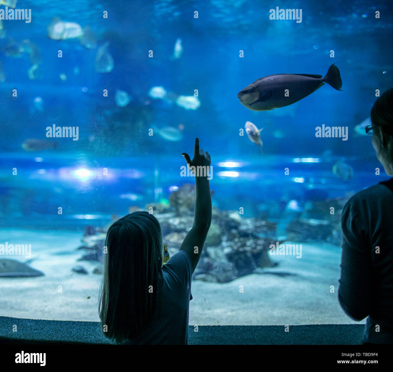 Girl in aquarium hi-res stock photography and images - Alamy