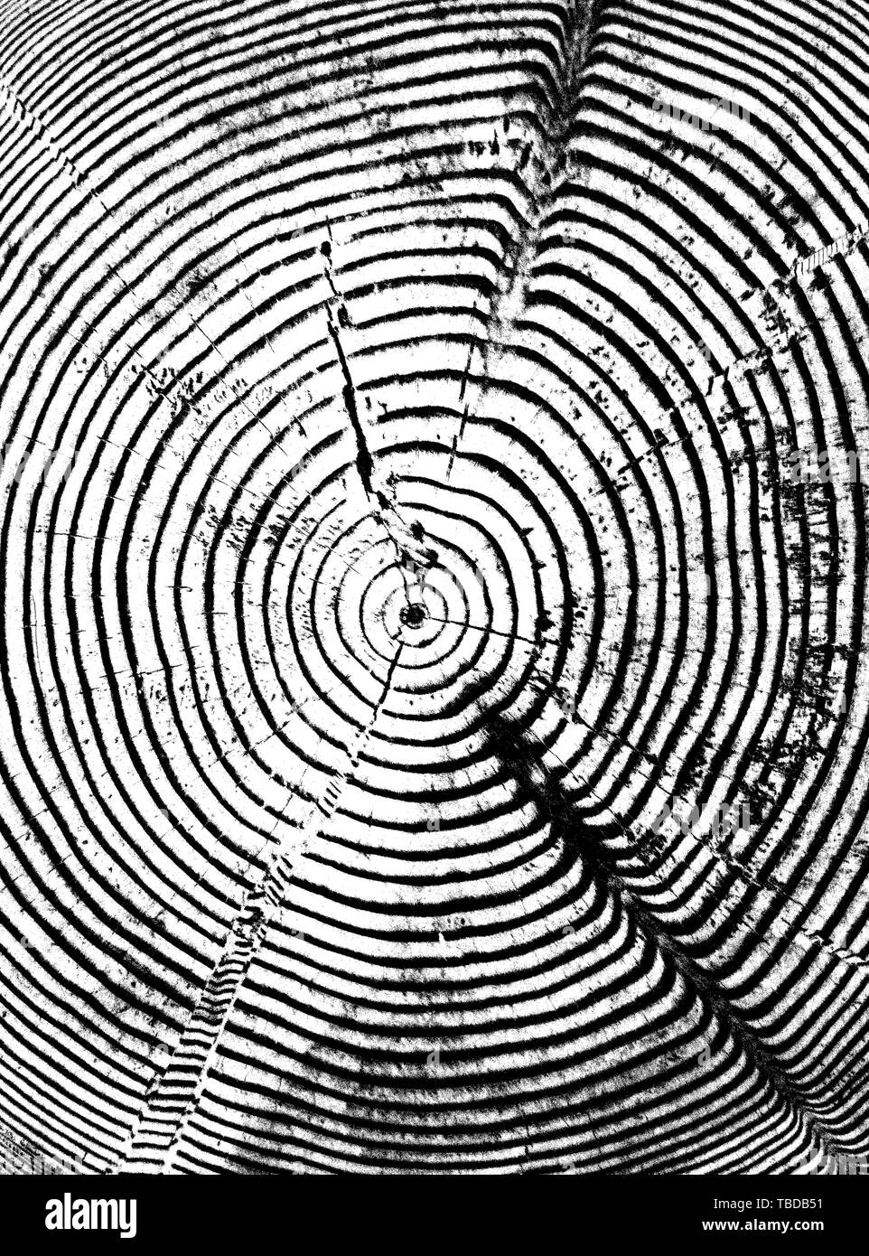 Black and white pattern of tree rings Stock Photo - Alamy