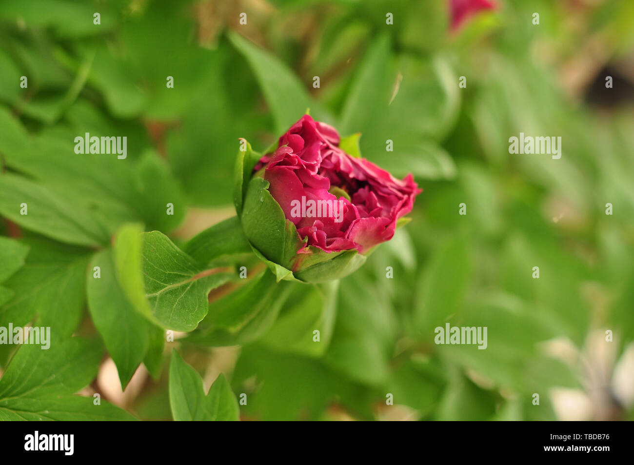 Peony flower seedlings Stock Photo - Alamy