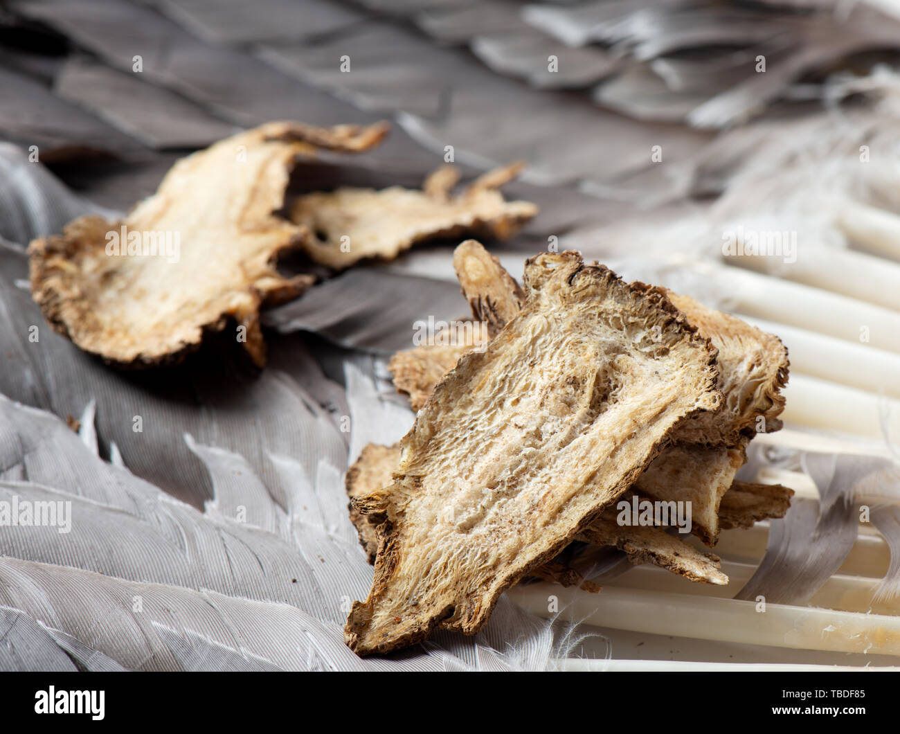 Angelica library hi-res stock photography and images - Alamy
