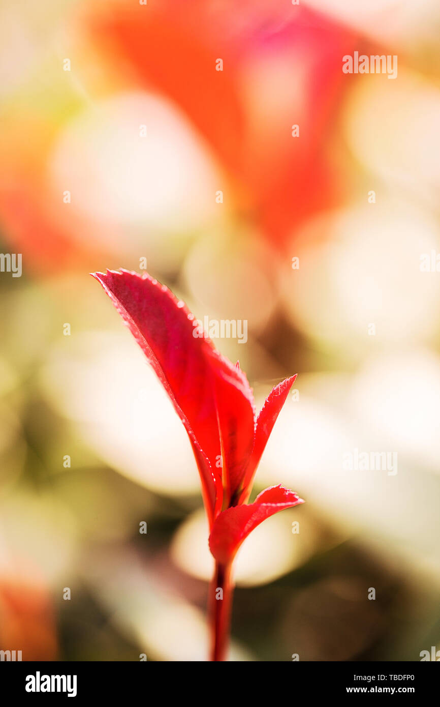 Autumn plant growth Stock Photo - Alamy