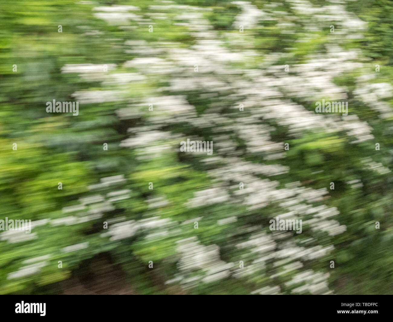 Shrubs passing window @ high speed. Concept motion blur, rapid movement ...
