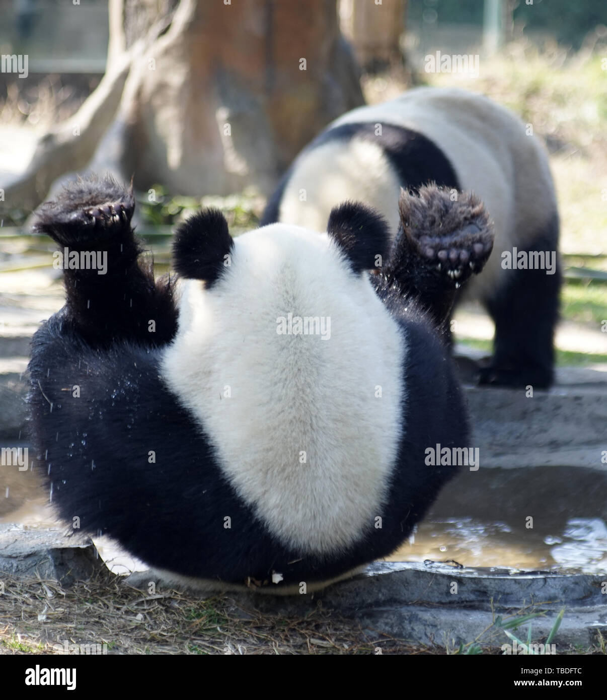 Panda human hi-res stock photography and images - Alamy