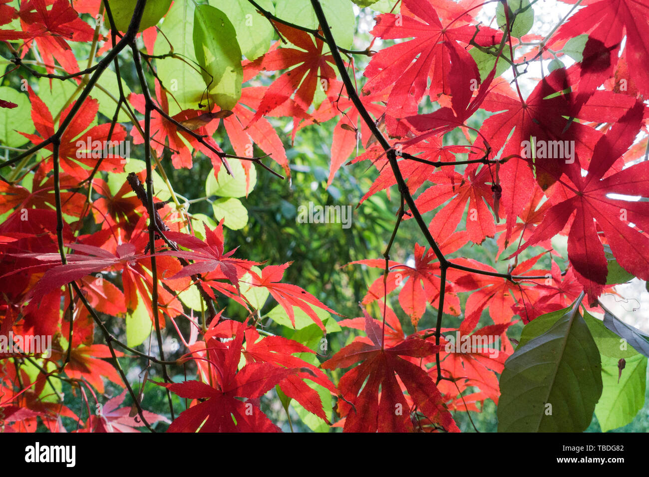 Autumn red maple Stock Photo - Alamy