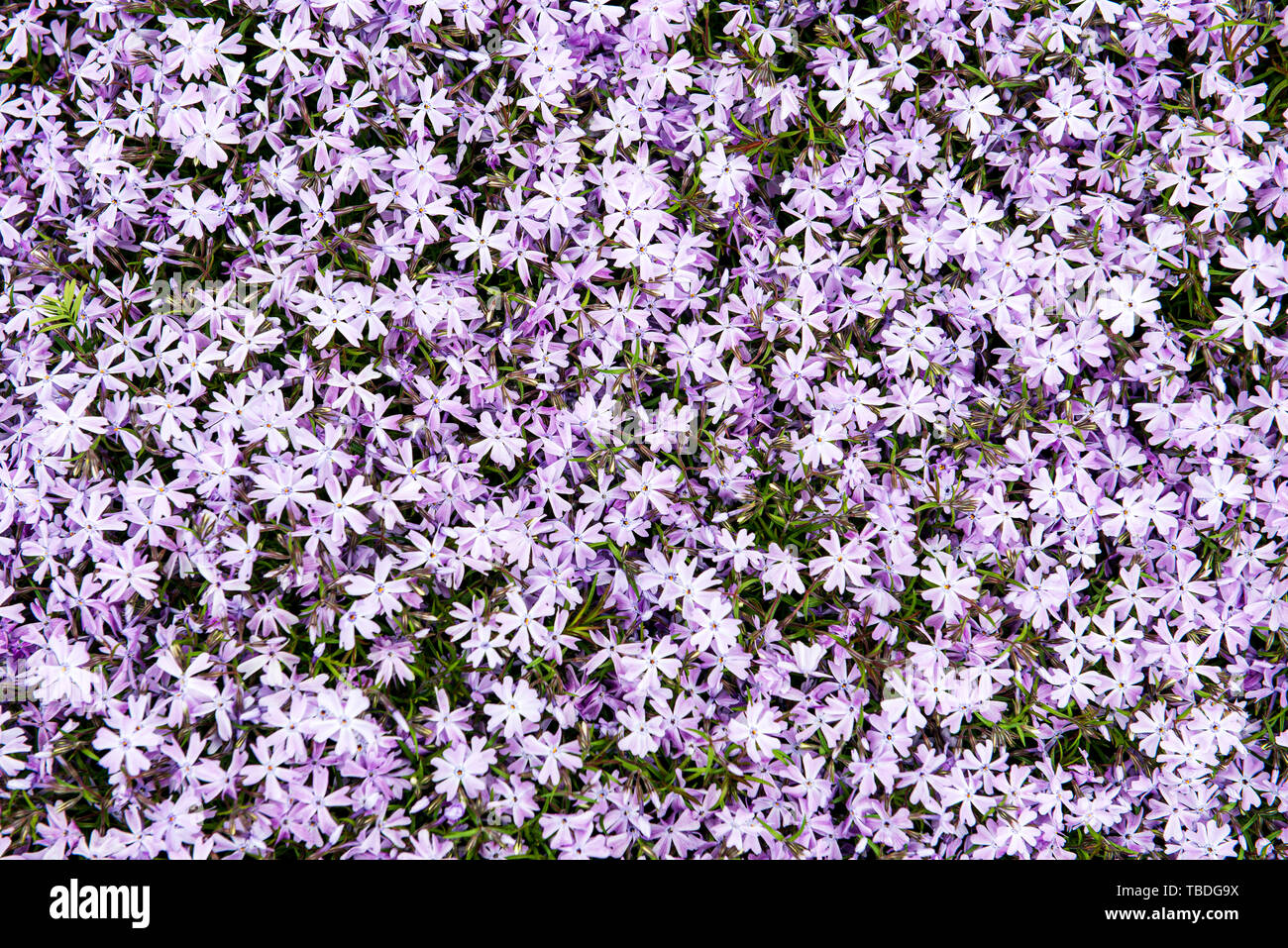 random color summer flowers in green meadow under the sun with blur ...