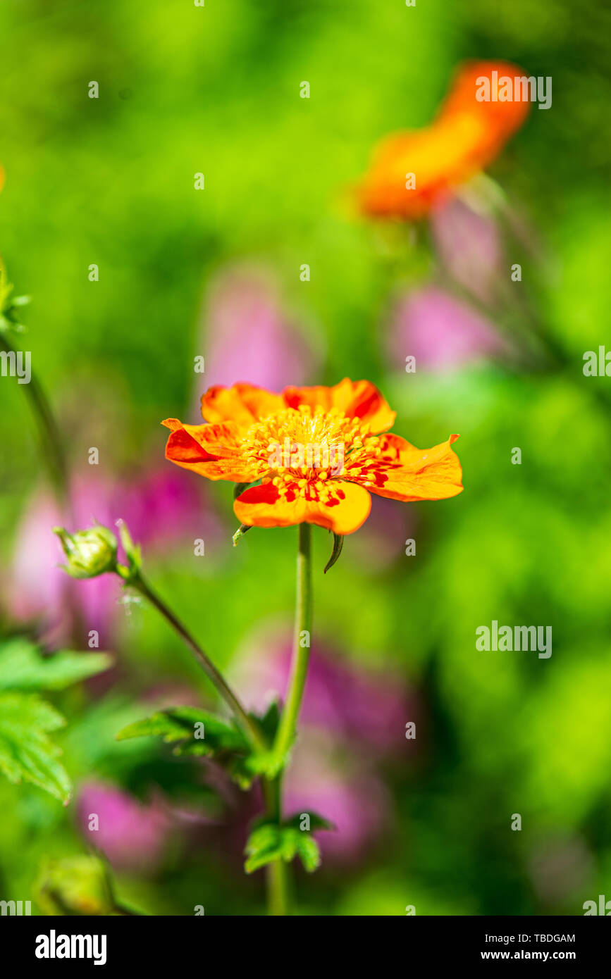 random color summer flowers in green meadow under the sun with blur ...