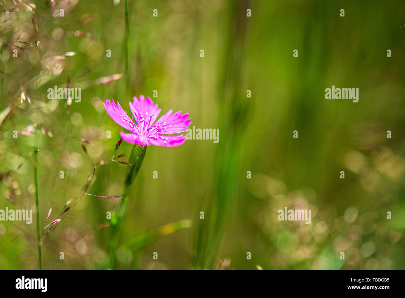 random color summer flowers in green meadow under the sun with blur ...